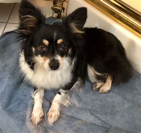 Chihuahua Miniature Australian Shepherd Mix