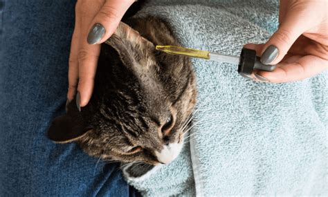 Ear Cleaning Solution For Cats A Guide To Feline Ear Care