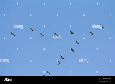 Picture Of A Group Of Storks Flying In V Shape Formation During A