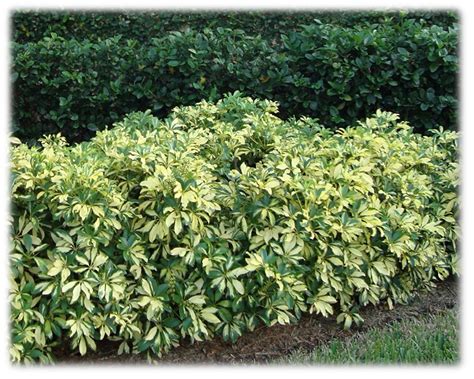 Schefflera Arboricola Trinette