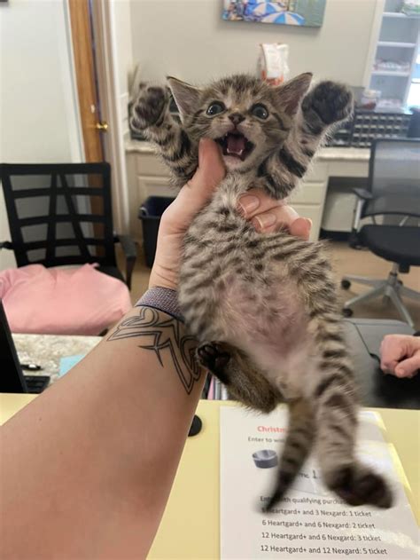 Kitty Dump Rwedoalittleposting Kitty Dump Rwedoalittleposting