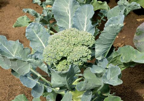 Broccoli Description Nutrition And Facts Britannica