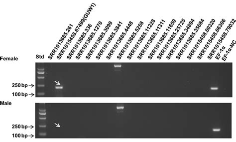Characterization Of The First W Specific Protein Coding Gene For Sex