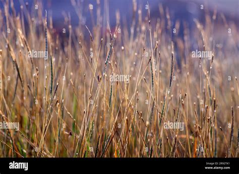 Golden Grass Chloris Virgata Feather Fingergrass Feathery Rhodes
