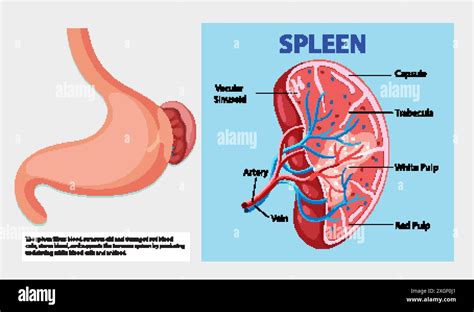 Spleen Diagram Labeled Ppt