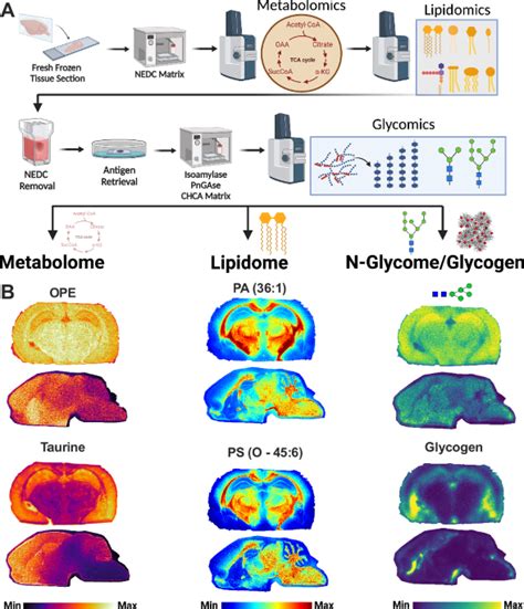 One Section Three ‘omes Spatially Mapping The Brain Creative Proteomics