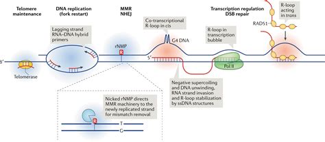 R Loop Review At Vonda Tong Blog