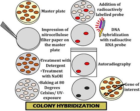 What Is Colony Hybridization Definition Transferring Medium And Process