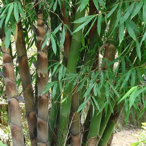 Dendrocalamus Giganteus And Giant Bamboo Seeds Heyou Seeds