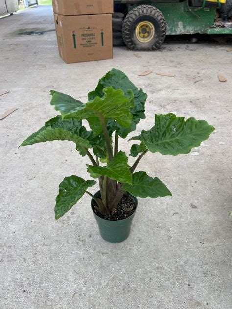 6” Alocasia Low Rider 1PPP