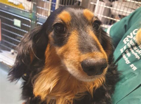 Hemilaminectomy Post Operative Care British Veterinary Nursing