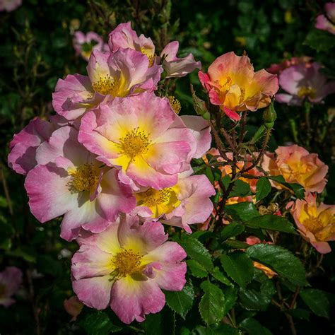 Watercolor Home Run Rose At Explore Collection Of