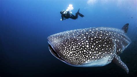 5 Sharks Of The Great Barrier Reef