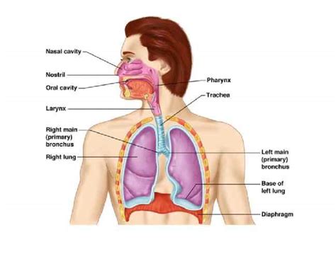 Human Respiratory System Class Srijan ICSE Biology Solutions Chapter ICSEHELP