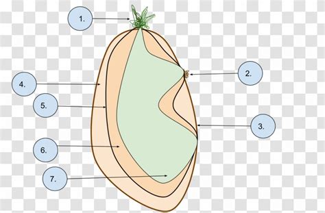 Potato Encyclopedia Simple English Wikipedia Heart Transparent Png