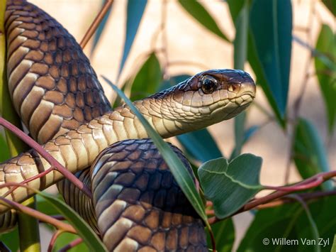 🔥 Female Boomslang Dispholidus Typus From Duynefontein South Africa