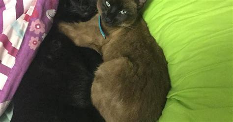 Simba Hugging His Bro Shadow Imgur