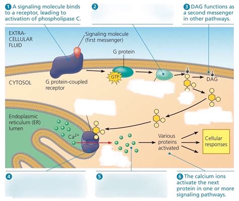 Calcium And Ip3 In Signaling Pathways