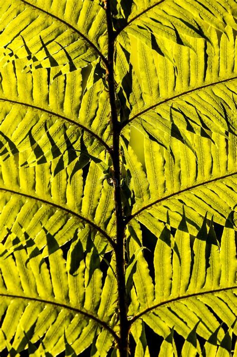 A Leafy Green Plant With A Leafy Stem Stock Image Image Of Bright Light 319186405