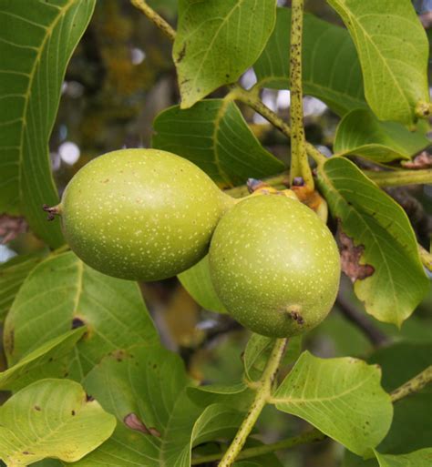 Fernette Frank P Matthews