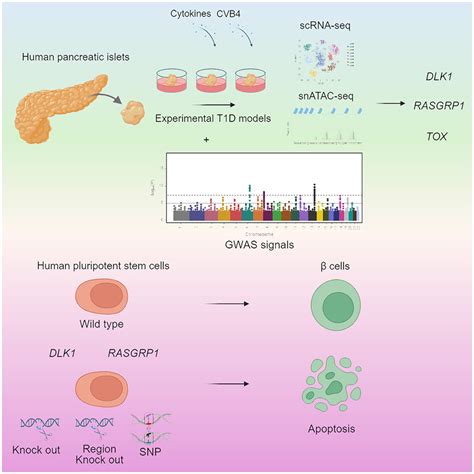Integrative Single Cell Multi Omics Profiling Of Human Pancreatic