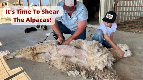 What Time Of Year Do You Shear Alpacas At Terry Haskell Blog