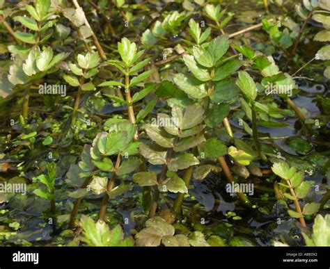 Lesser Water Parsnip Wild Parsnip Berula Erecta Springshoot In A Ditch Stock Photo Alamy