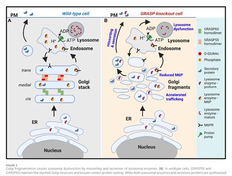 Figure 2 From Golgi Defect As A Major Contributor To Lysosomal