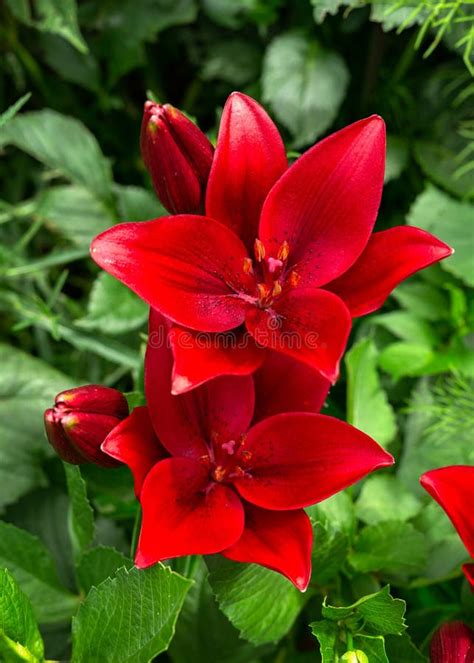Beautiful Crimson Red Lily Flowers In Summer Garden Stock Image Image