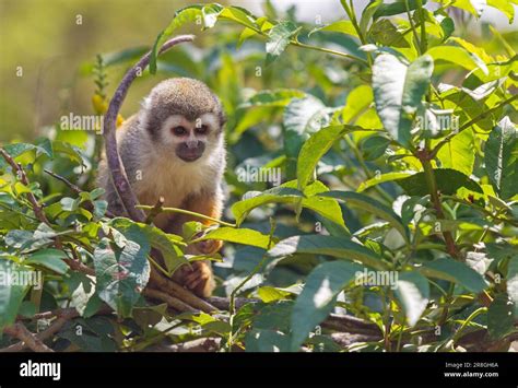 Squirrel Monkey Saimiri Portrait In The Amazon Rainforest Canopy