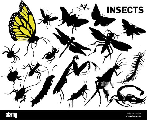 Various Insects Illustration Cut Out Stock Images And Pictures Alamy