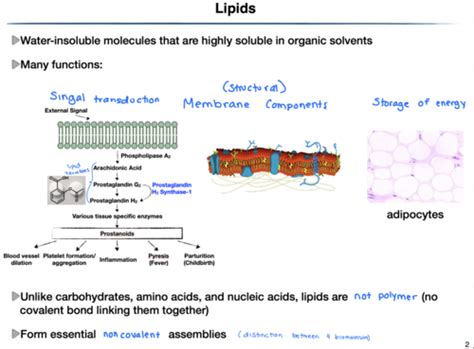 Biochem Lipids Membranes And Transport Flashcards Quizlet