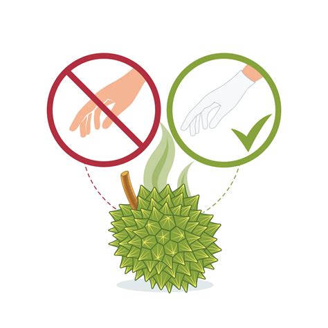 Illustration With Signs Indicating The Durian Fruit Can Be Touched Only