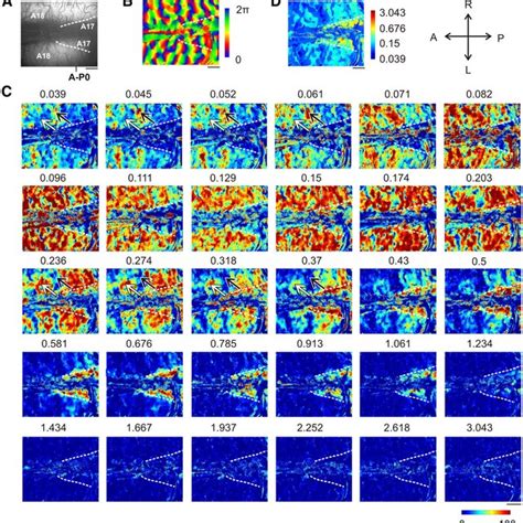 Organization Of The Spatial Frequency Map In A17 A Map Of Local Sf