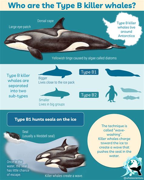 Who Are The Type B Killer Whales