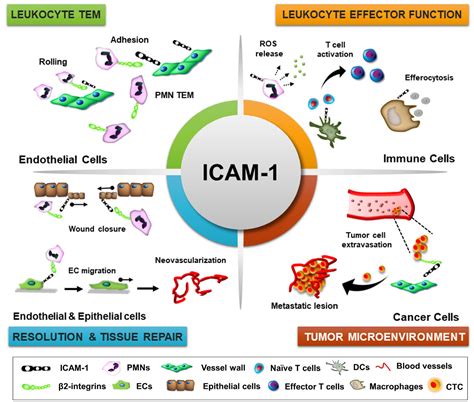 Icam 1 A Master Regulator Of Cellular Responses In Inflammation