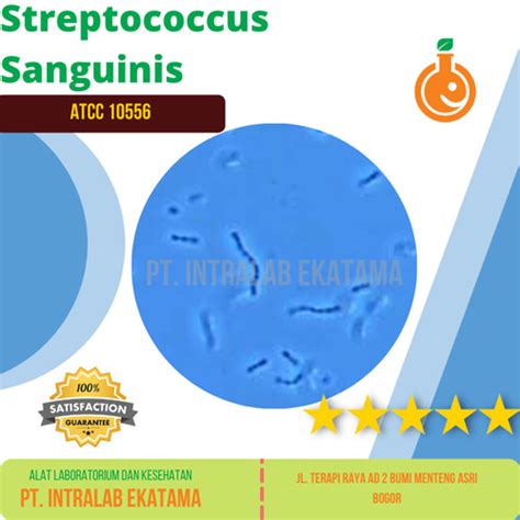 Jual Bakteri Streptococcus Sanguinis Strain Atcc 10556 1 Vial