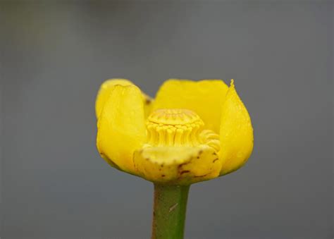 Gele Plomp Natuurgebieden In Beeld