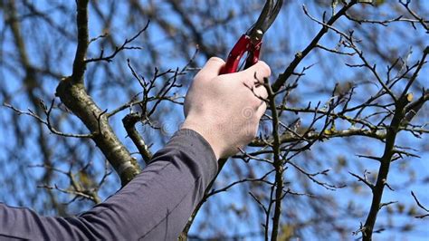 Spring Formative Pruning Of The Tree And Formation Of The Tree Crown