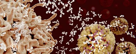 B Cell Antibody Technologies For Advanced Antibody Development