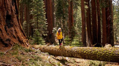 12 Exceptional Hikes In Sequoia National Park And Kings Canyon Taylors