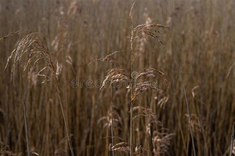 A Close Up Picture Of Grass In A Marshy Wetland Picture From Lund