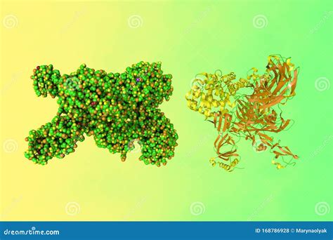 Space Filling Molecular Model And Crystal Structure Of The Human Complement C3b In Complex With