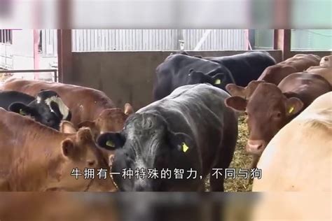 杀牛的时候为什么牛会流眼泪，甚至会下跪，看完真是心都碎了！ 流眼泪 牛会 时候