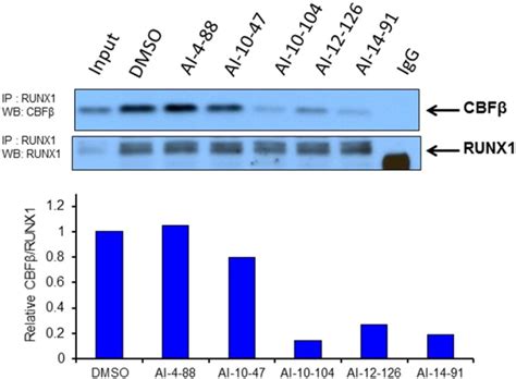 Small Molecule Inhibitor Of Cbfβ Runx Binding For Runx Transcription Factor Driven Cancers Pmc