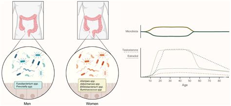 Bidirectional Relationships Between The Gut Microbiome And Sexual Traits American Journal Of