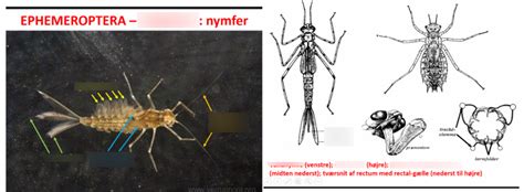Palaeoptera Ordonata Ephemeroptera Diagram Quizlet