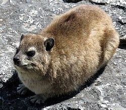 Hyrax Wikipedia