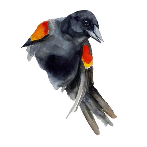 Red Winged Blackbird Original Painting Paul Cheney