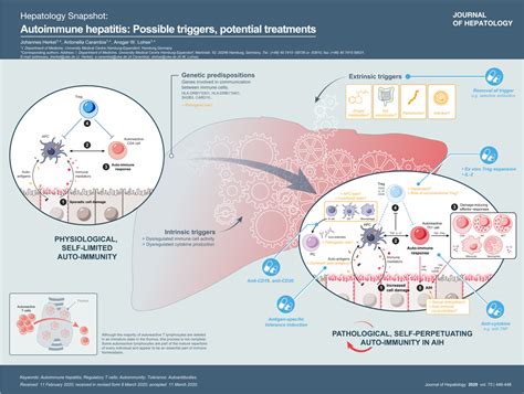 Autoimmune Hepatitis Stages At Emma Lowell Blog